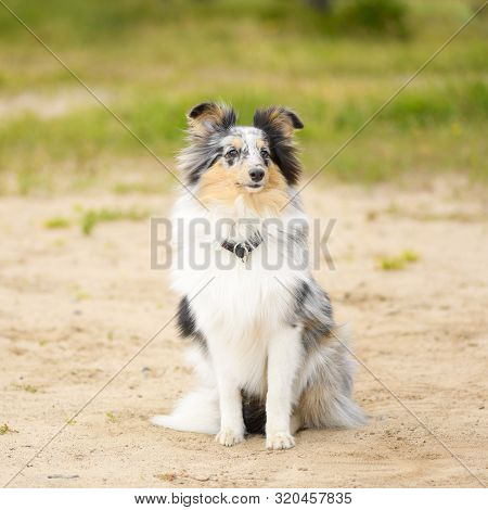 Young Male Dog Breed Image & Photo (Free Trial) | Bigstock