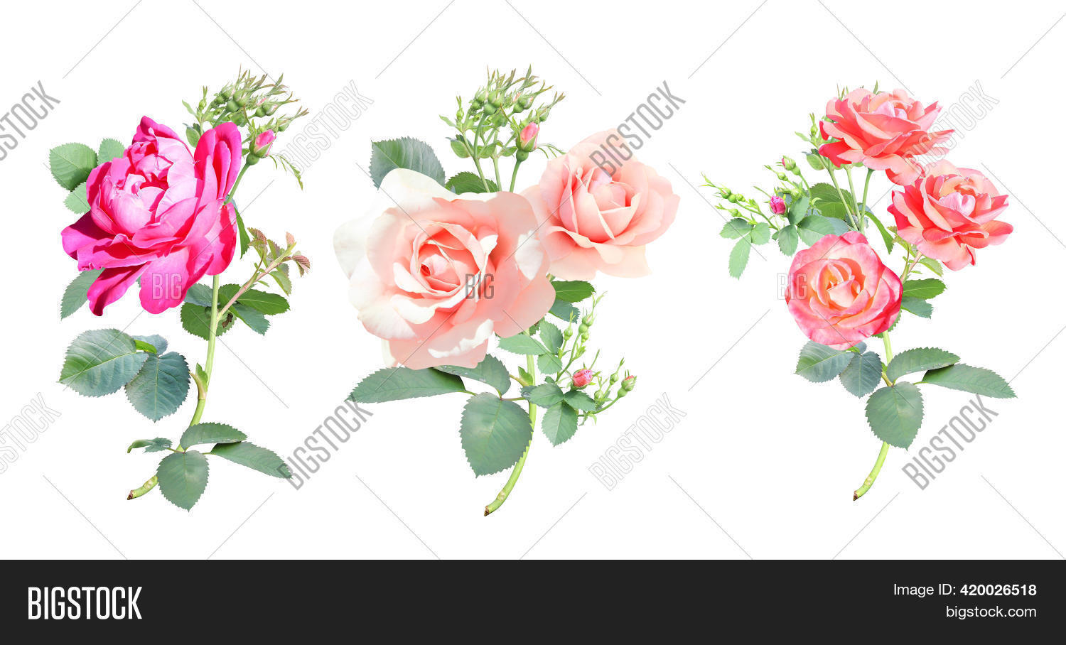 Set Branch Rose Pink Image & Photo (Free Trial) | Bigstock