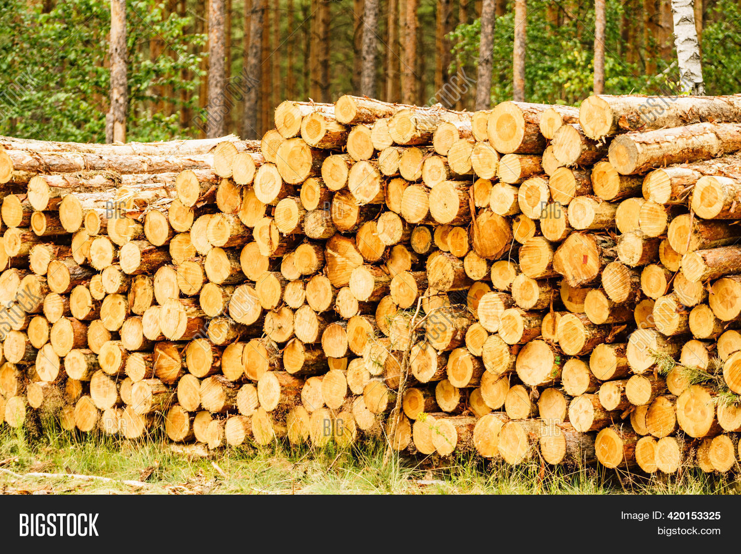 Timber Logging Forest Image & Photo (Free Trial) | Bigstock