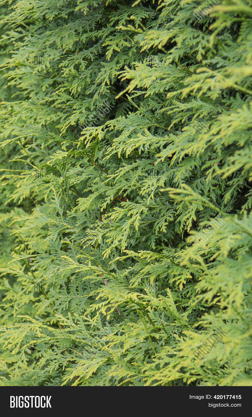 Evergreen Background, Image & Photo (Free Trial) | Bigstock