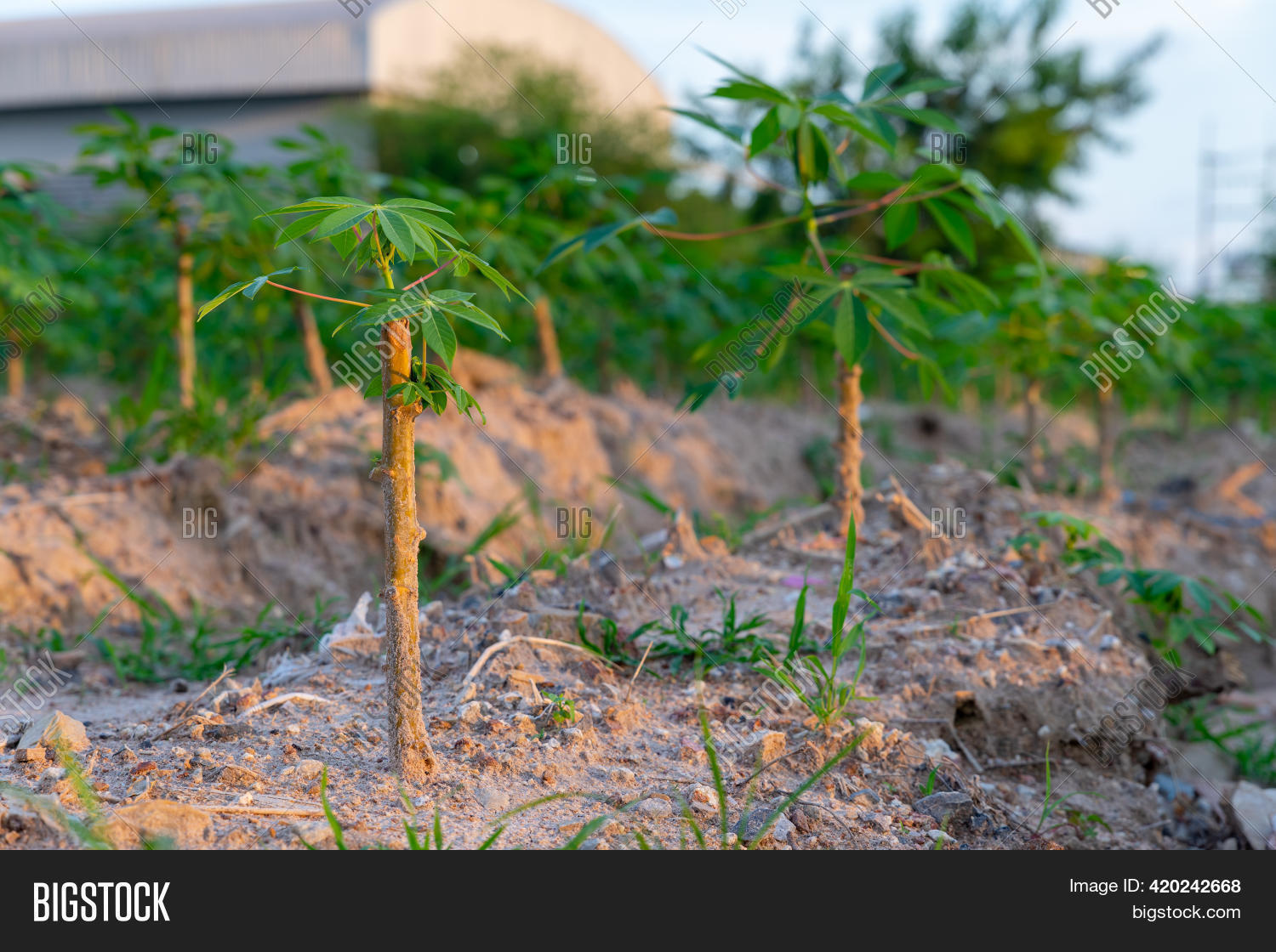 Tapioca Fields On Image & Photo (Free Trial) | Bigstock
