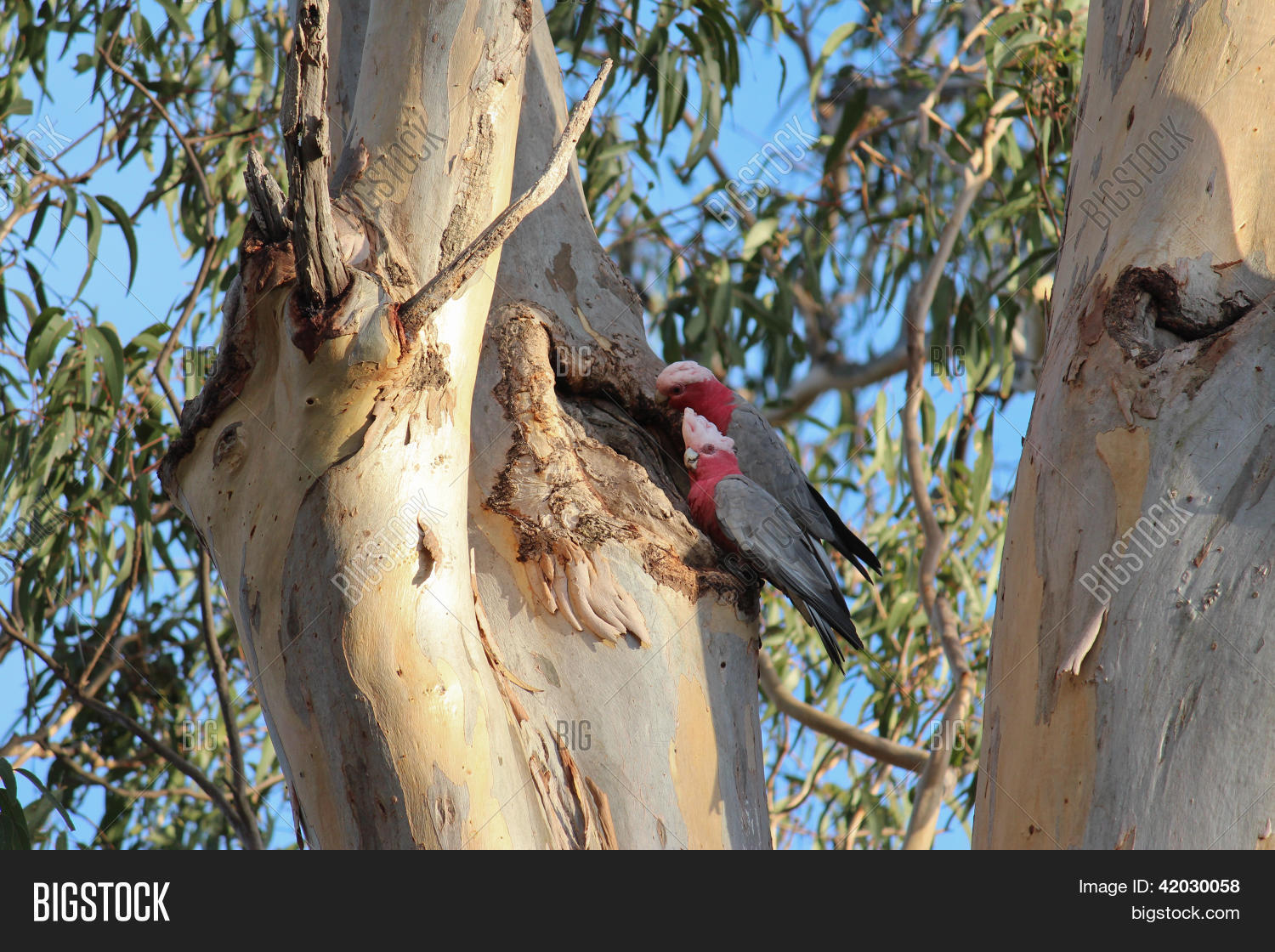 Australian Galah Image & Photo (Free Trial) | Bigstock