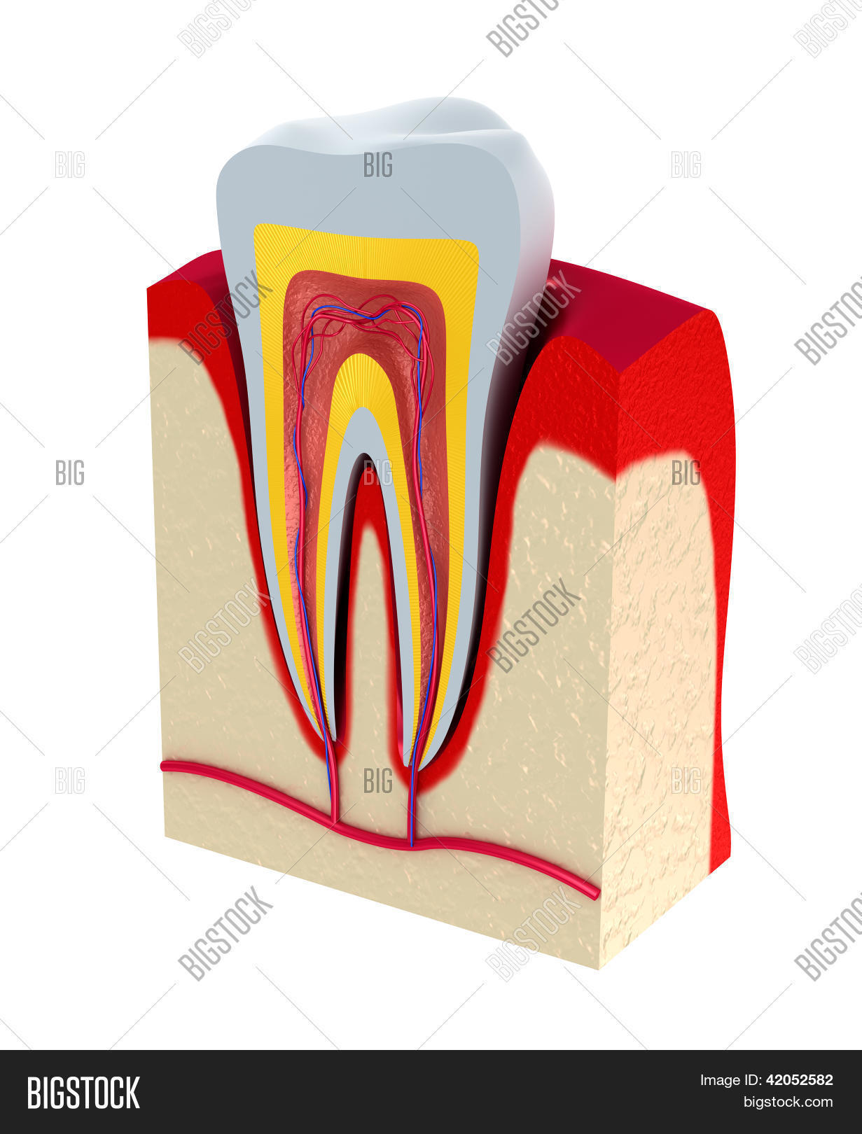 Section Tooth. Pulp Image & Photo (Free Trial) | Bigstock