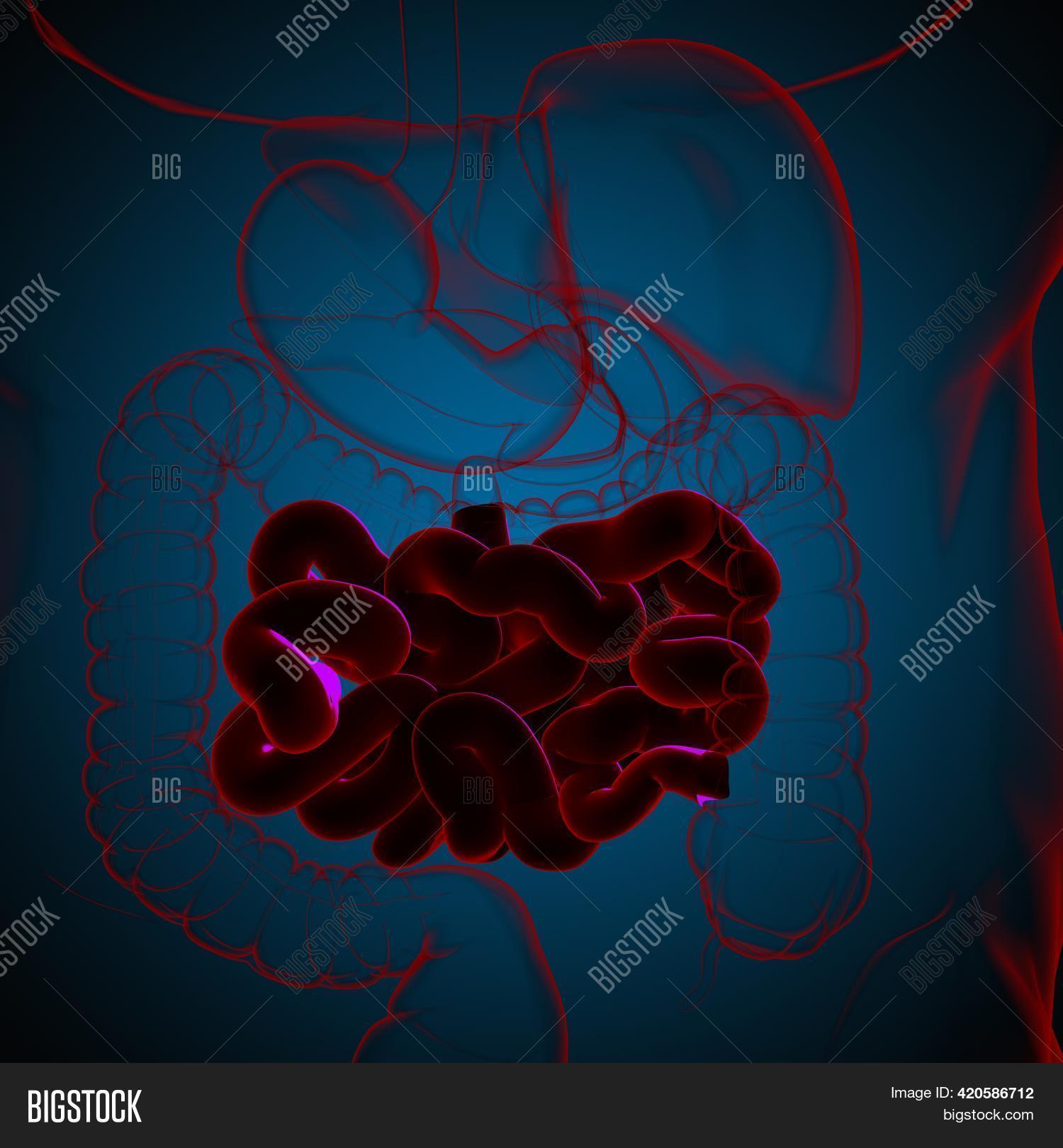 Small Intestine 3D Image & Photo (Free Trial) | Bigstock