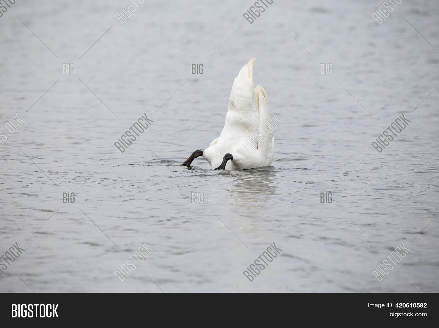 Back Swan Sticking Out Image & Photo (Free Trial) | Bigstock