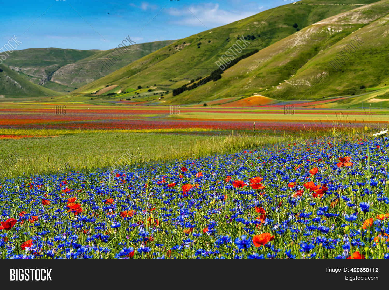 Lentil Flowering Image & Photo (Free Trial) | Bigstock