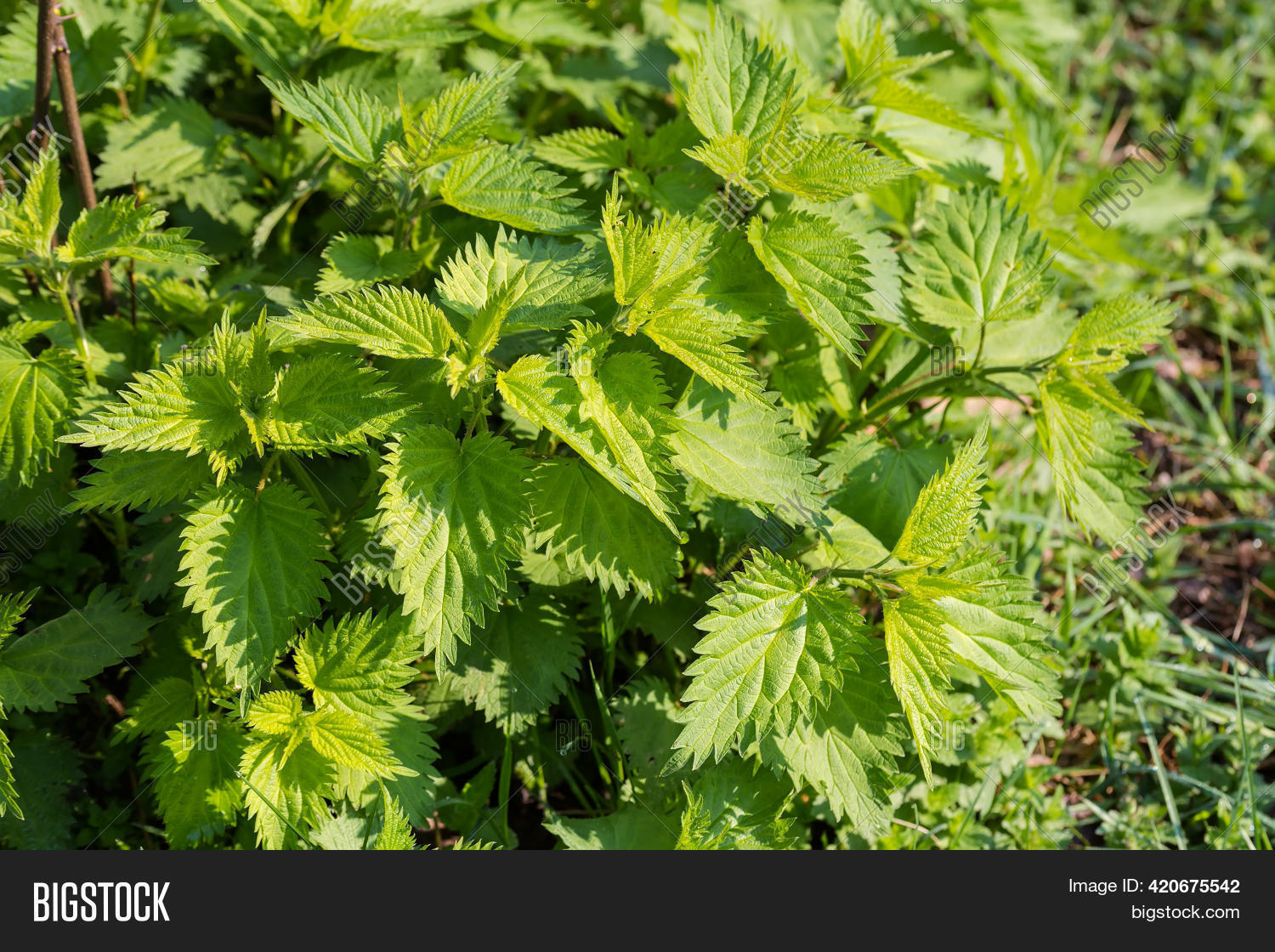 Bush Stinging Nettle, Image & Photo (Free Trial) | Bigstock