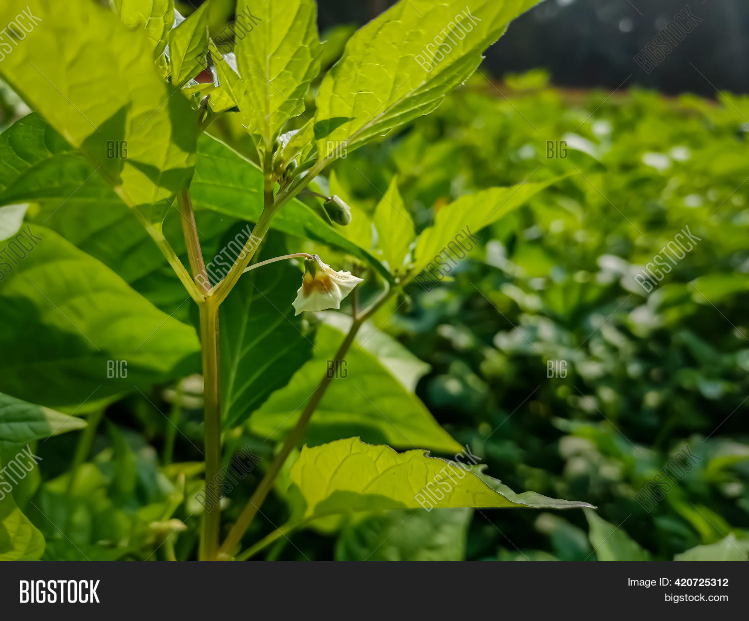 Physalis Longifolia, Image & Photo (Free Trial) | Bigstock