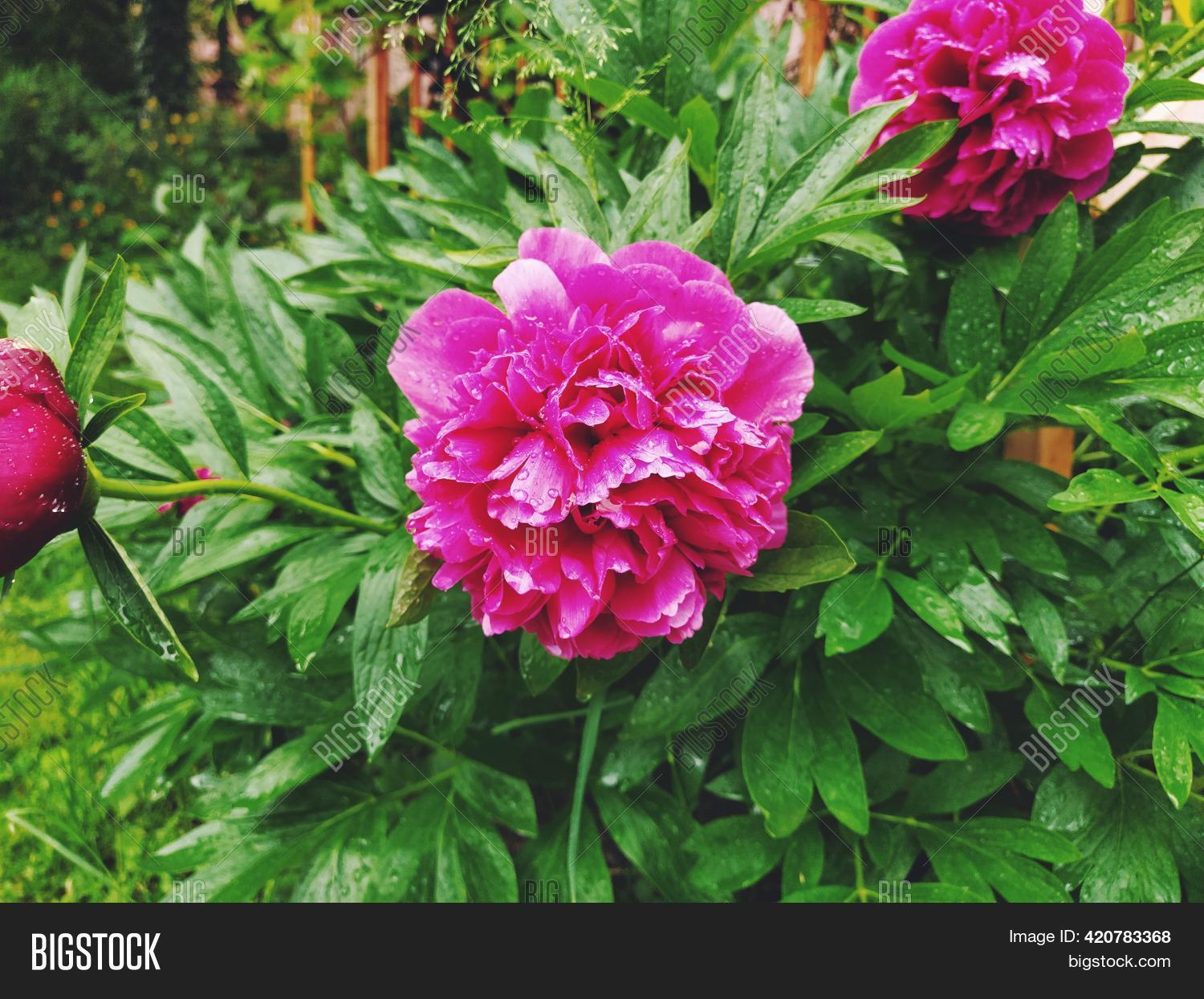 Bright Crimson Peonies Image & Photo (Free Trial) | Bigstock