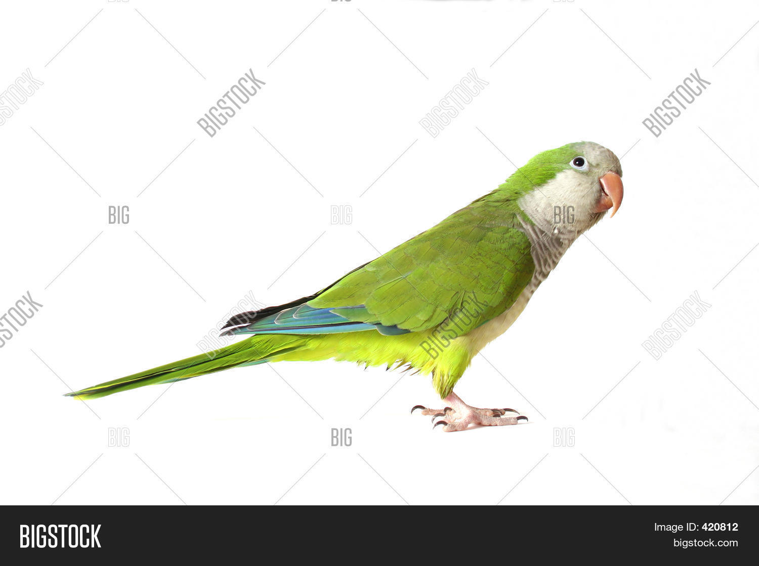 Quaker Parrot Image & Photo (Free Trial) | Bigstock