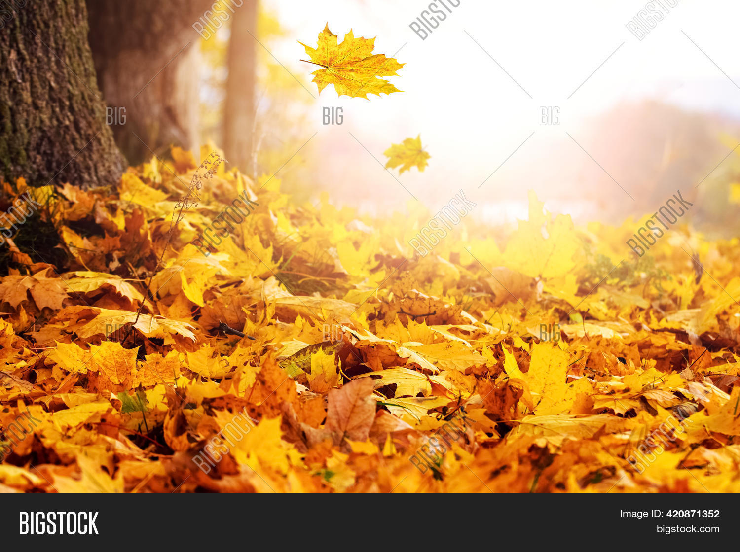 Maple Leaves Falling Image & Photo (Free Trial) | Bigstock