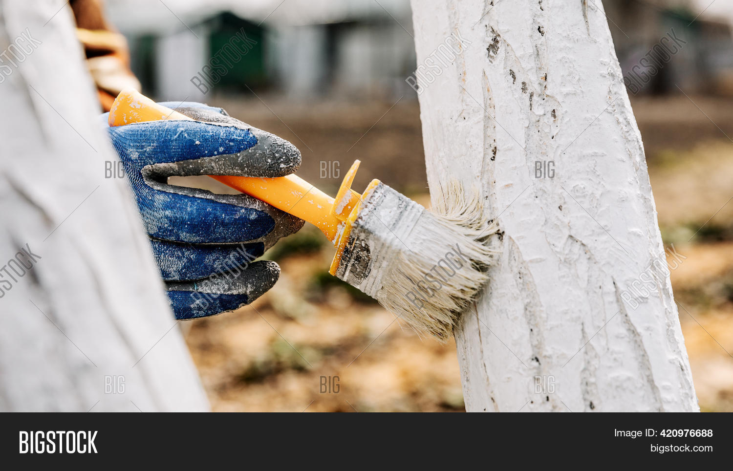 Whitewash Spring Trees Image & Photo (Free Trial) | Bigstock