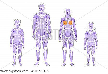 Human Muscular System Vector & Photo (Free Trial) | Bigstock