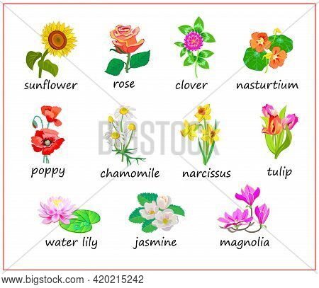 Pictures Of Flowers With Names In English