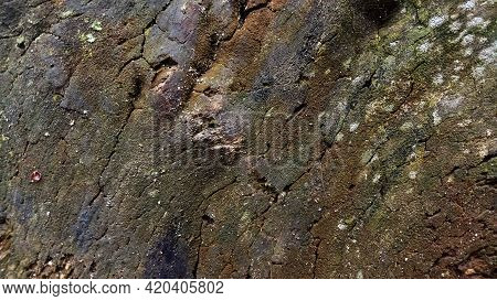 Wet Bark Old Tree Image & Photo (Free Trial) | Bigstock