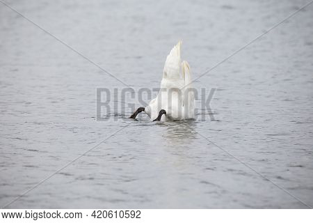 Back Swan Sticking Out Image & Photo (Free Trial) | Bigstock