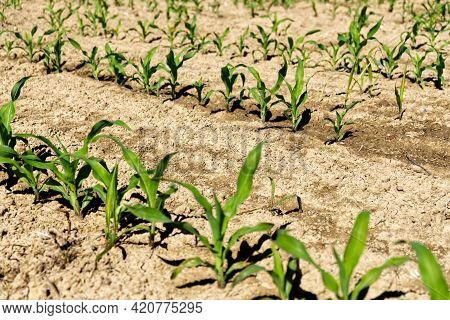 Springtime. Corn Image & Photo (Free Trial) | Bigstock