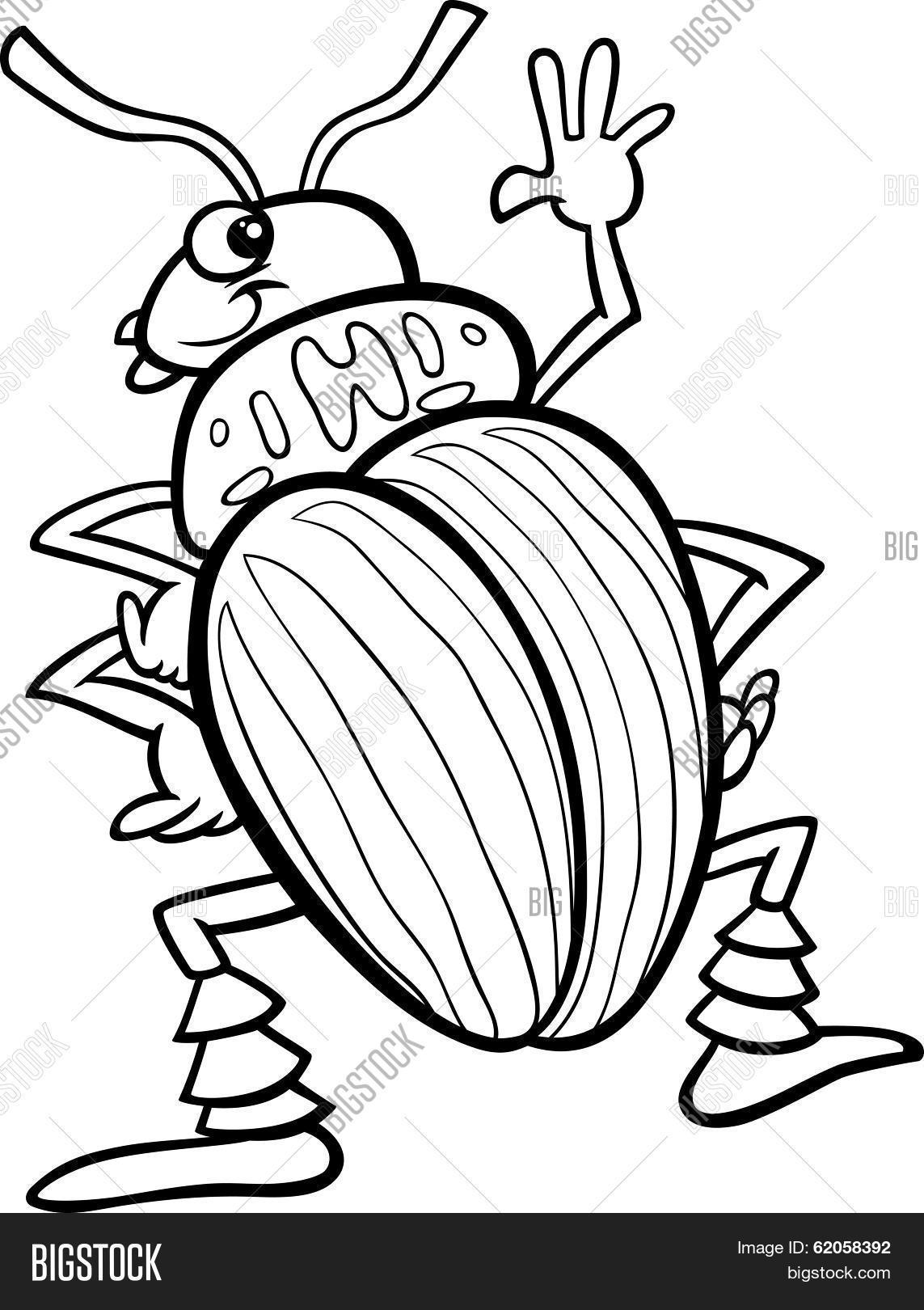 Potato Beetle Insect Vector & Photo (Free Trial) | Bigstock