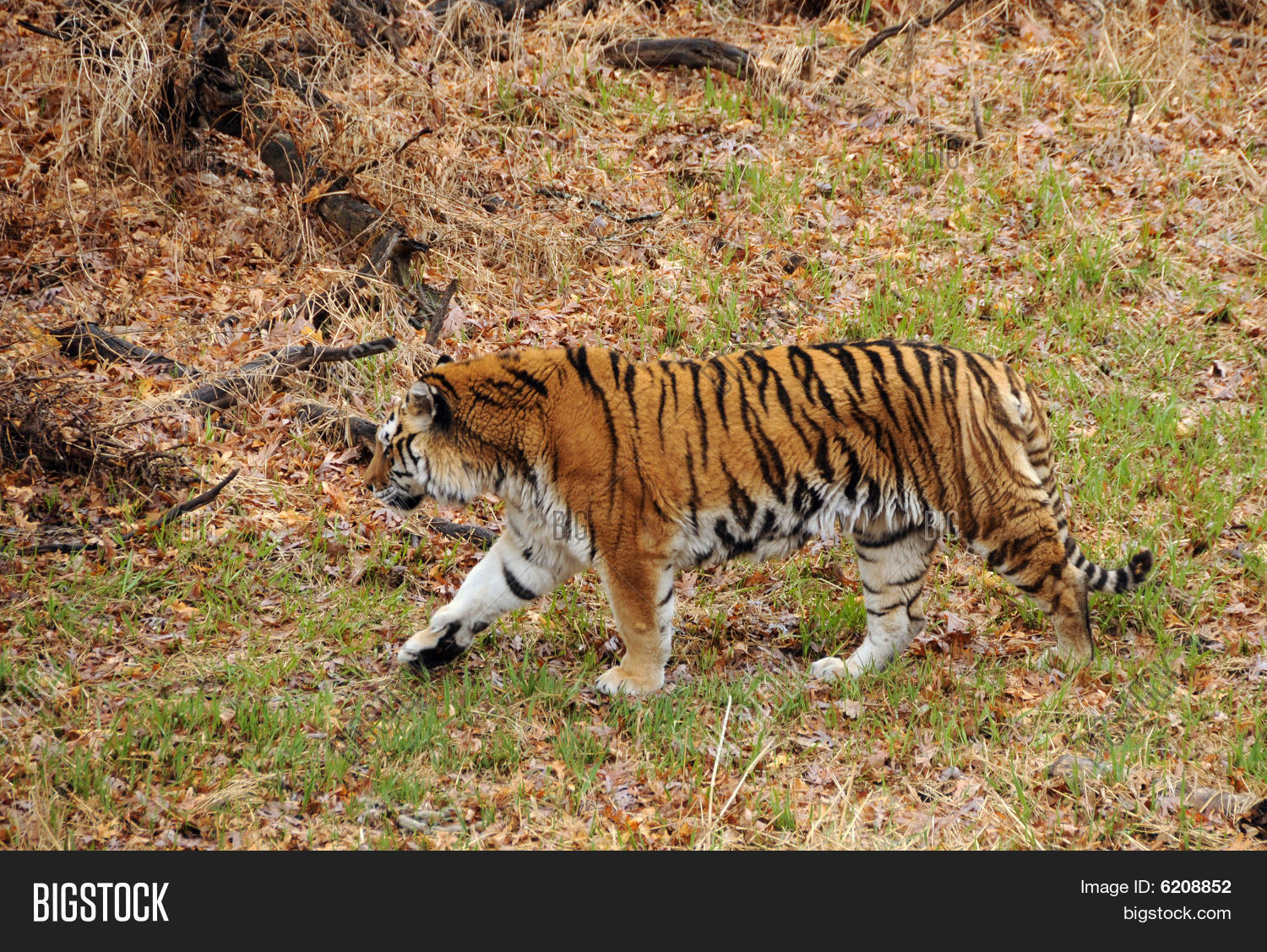 Wild Tiger Image & Photo (Free Trial) | Bigstock