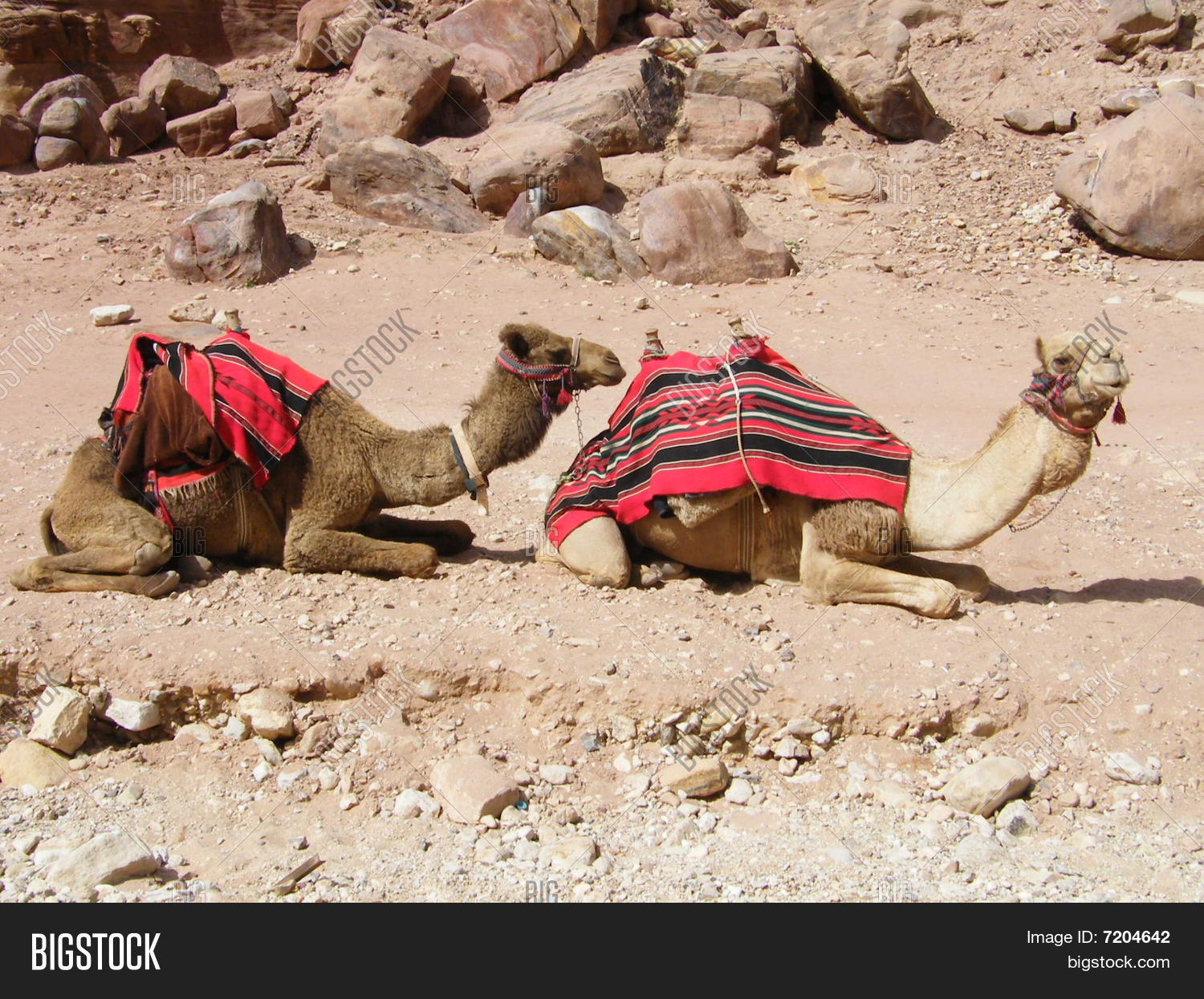Two Camels Jordanian Image & Photo (Free Trial) | Bigstock
