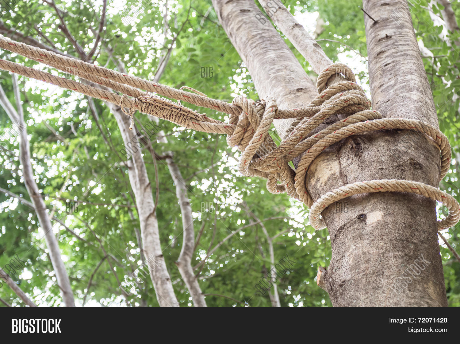 Rope Tied Tree Image & Photo (Free Trial) | Bigstock