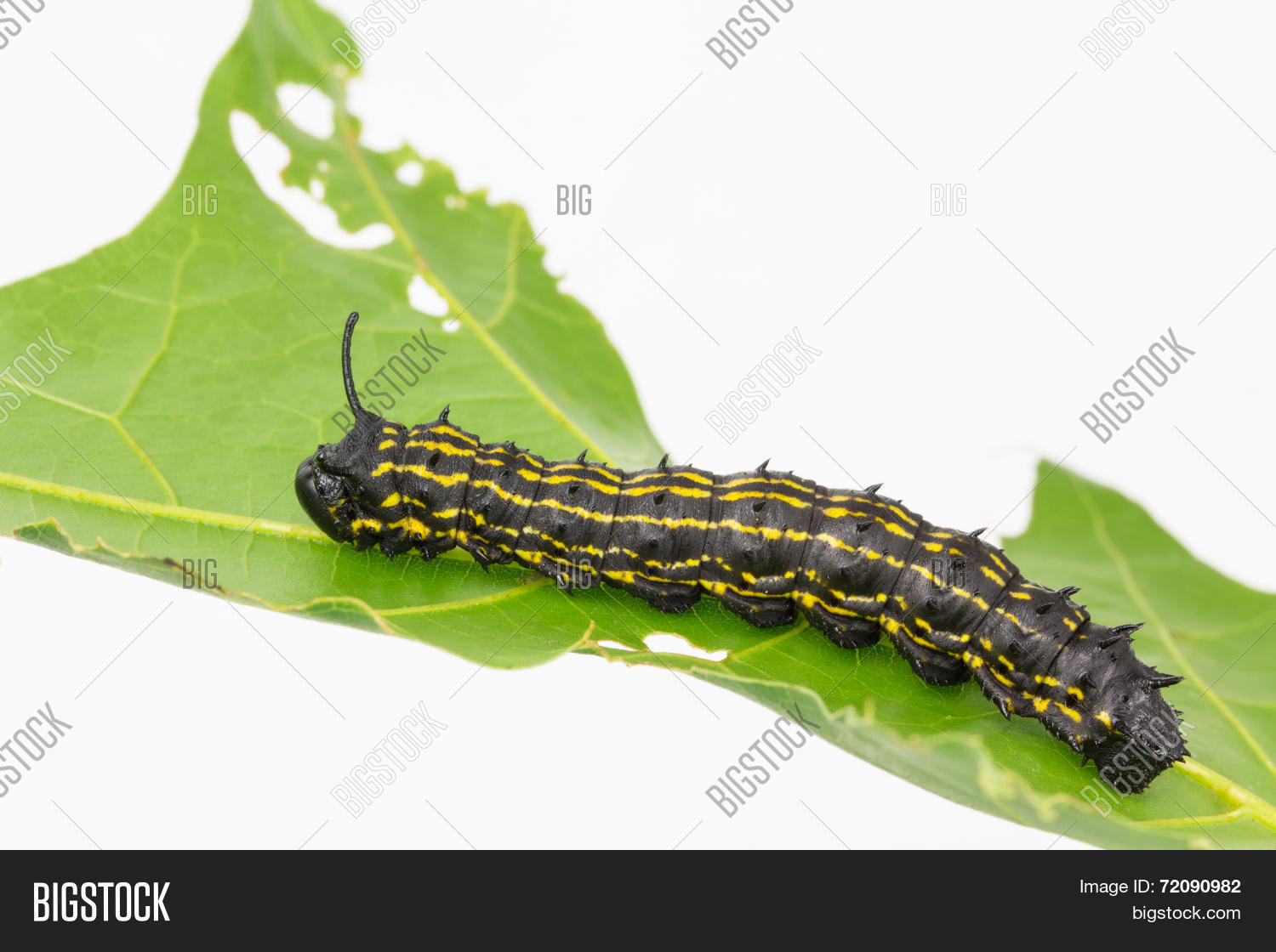 Striped Oakworm On Image & Photo (Free Trial) | Bigstock