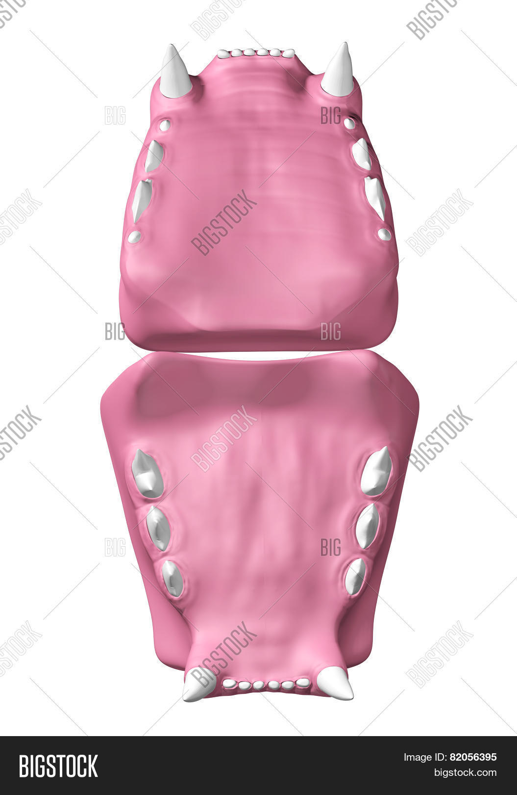 3D Model Cat Teeth Image & Photo (Free Trial) | Bigstock