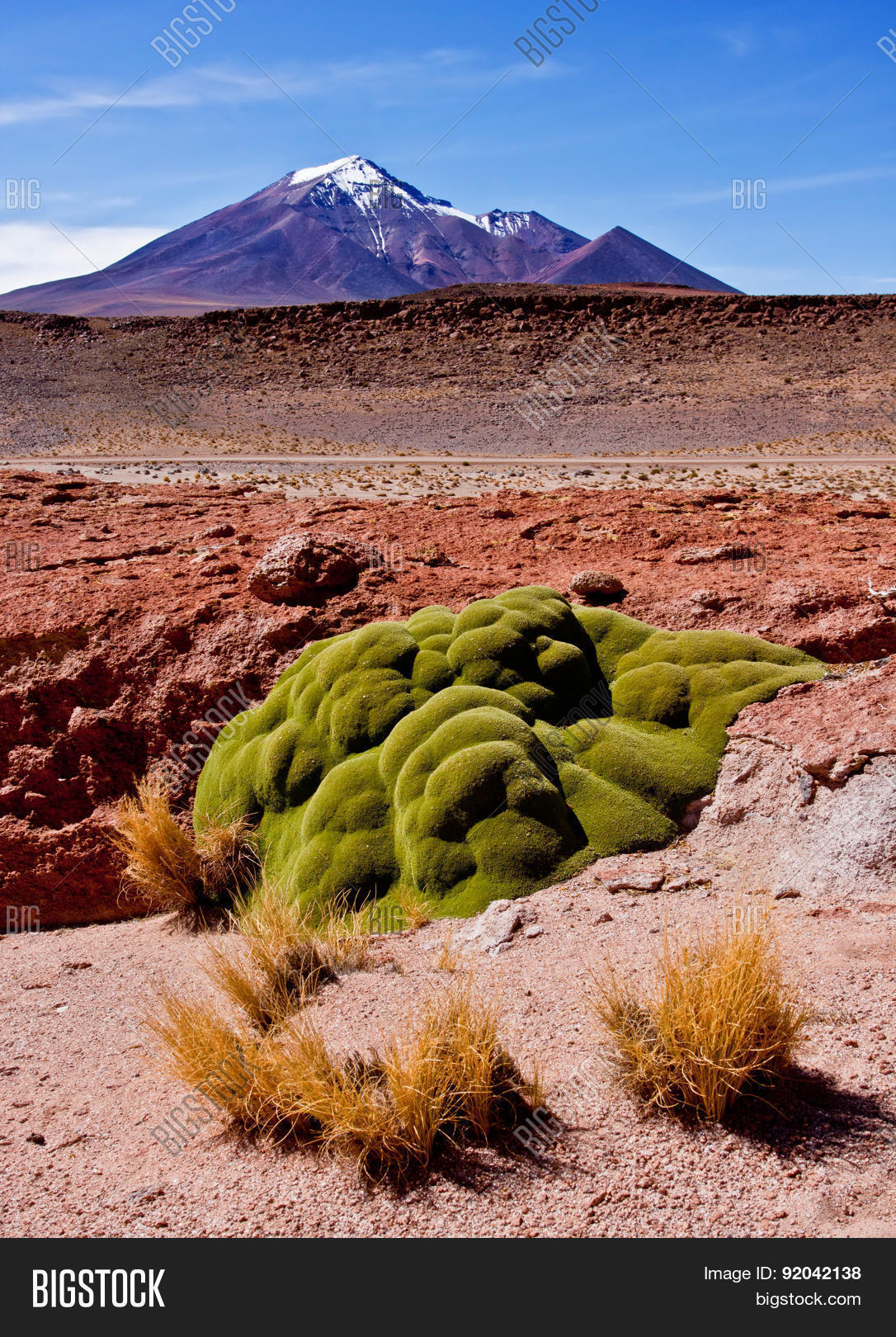 Altiplano Vegetation Image & Photo (Free Trial) | Bigstock
