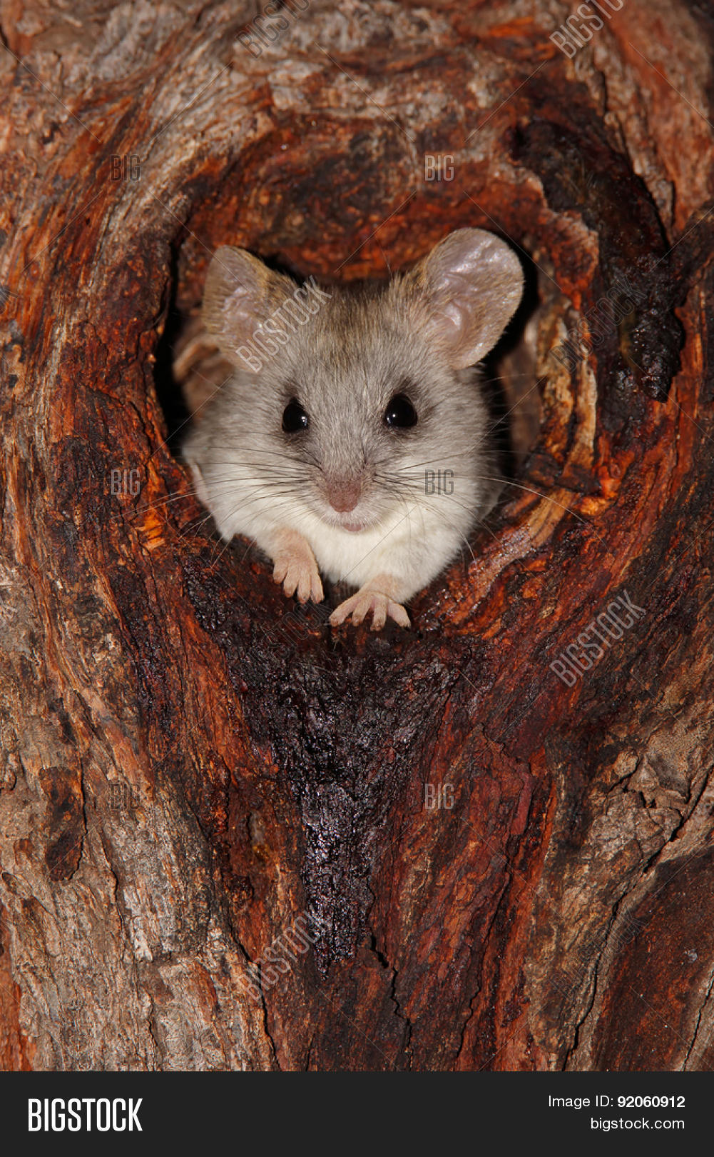 Acacia Tree Rat ( Image & Photo (Free Trial) | Bigstock