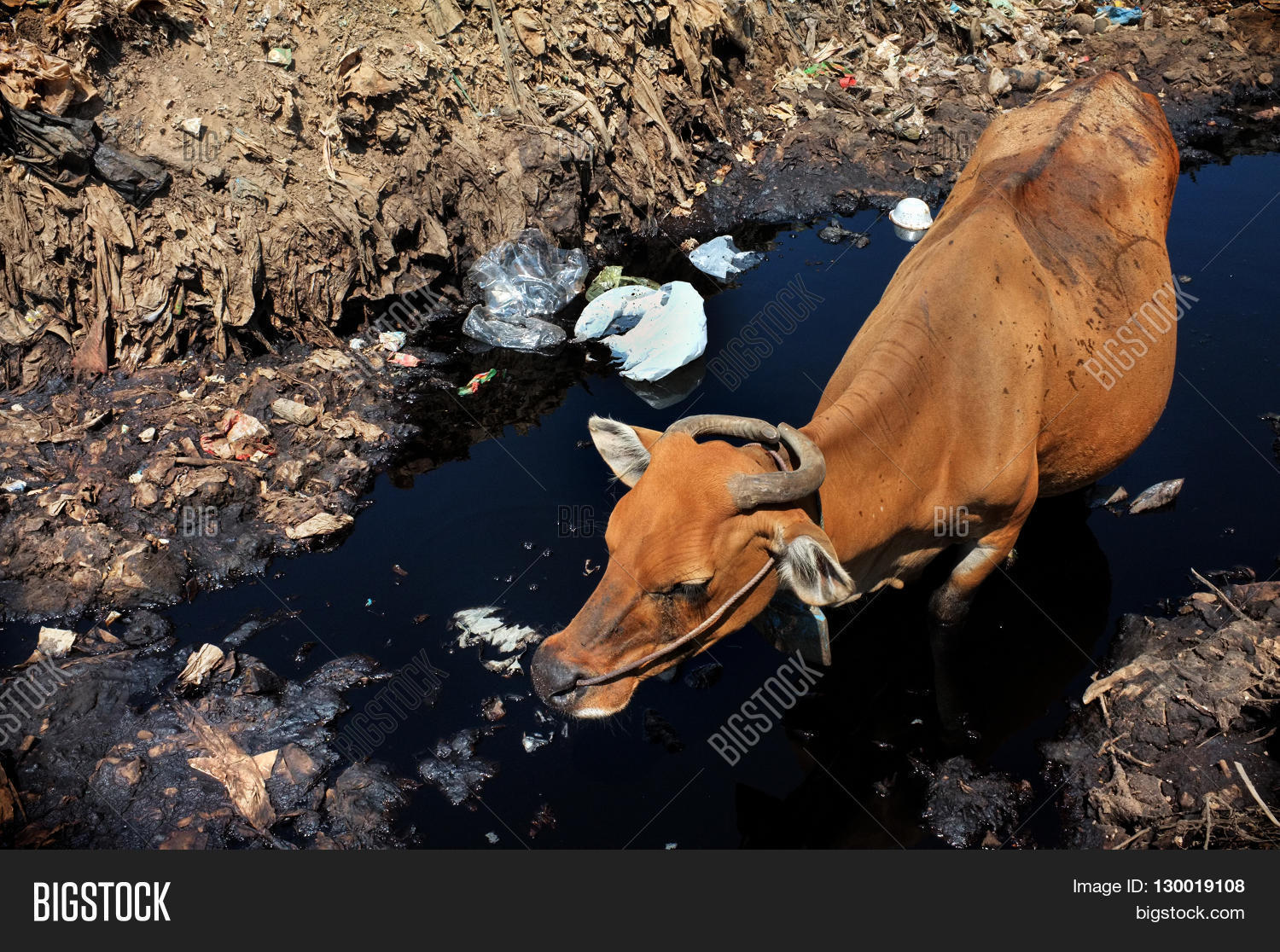 Cow Drinks Highly Image & Photo (Free Trial) | Bigstock