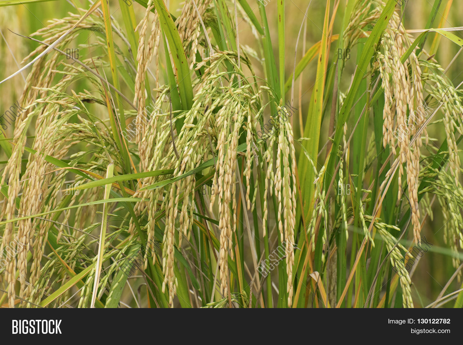 Fully Grown Paddy Image & Photo (Free Trial) | Bigstock