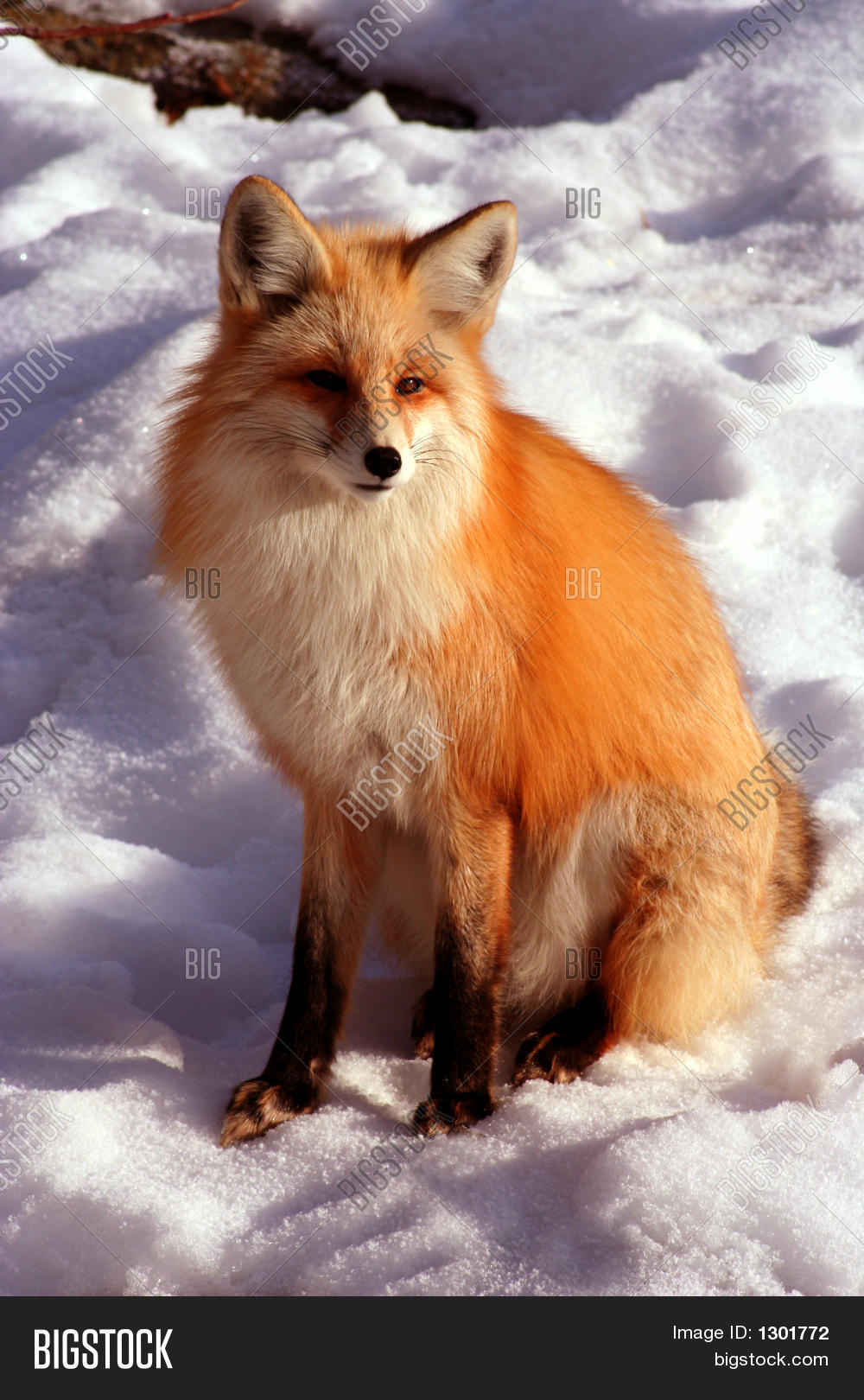 Red Fox Image & Photo (Free Trial) | Bigstock