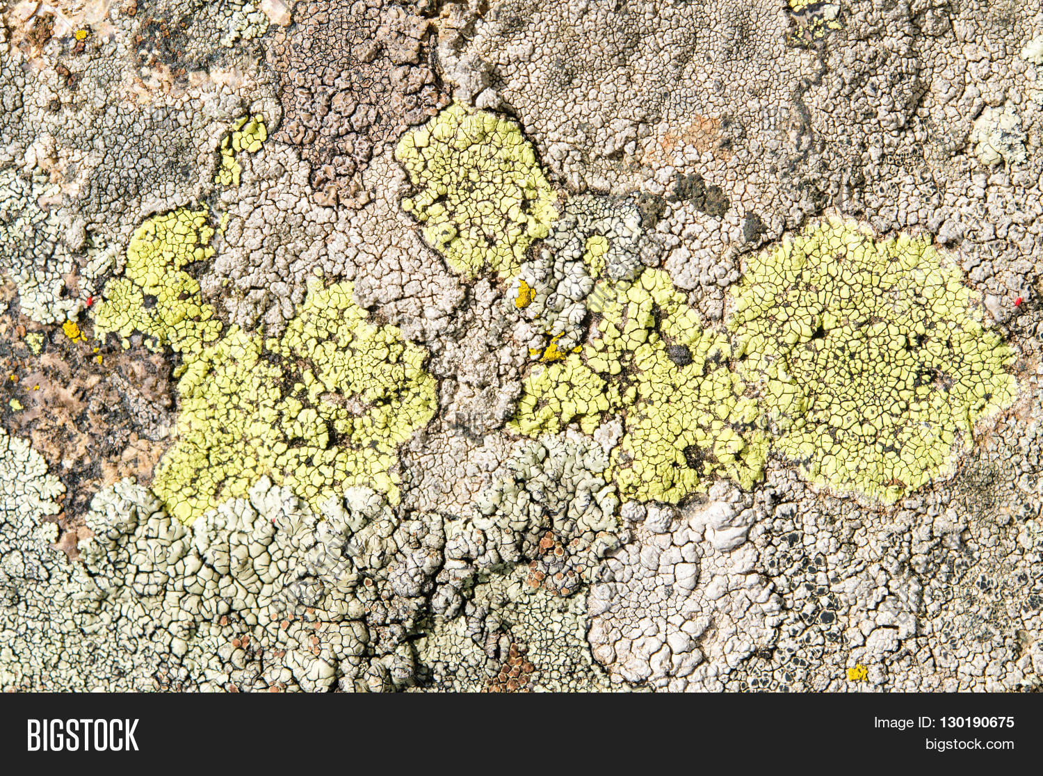 Lichens Symbiotic Image & Photo (Free Trial) | Bigstock