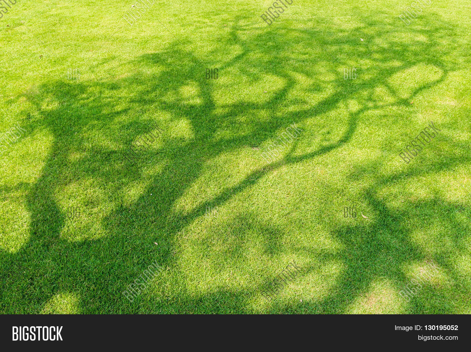 Tree Shadow On Short Image & Photo (Free Trial) | Bigstock