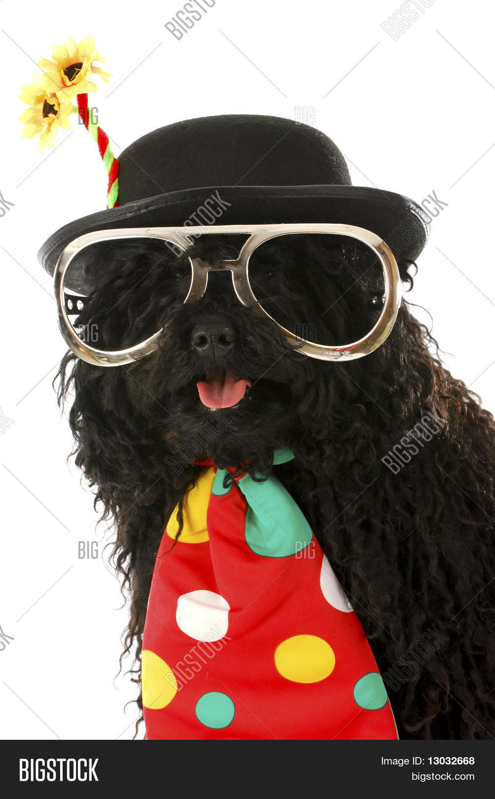 Dog Clown Image & Photo (Free Trial) | Bigstock
