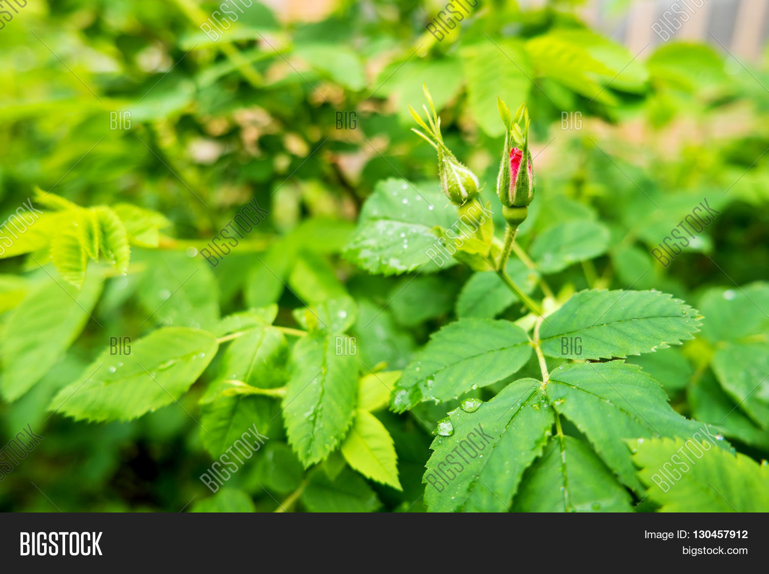 Wild Rose Bush Buds Image & Photo (Free Trial) | Bigstock