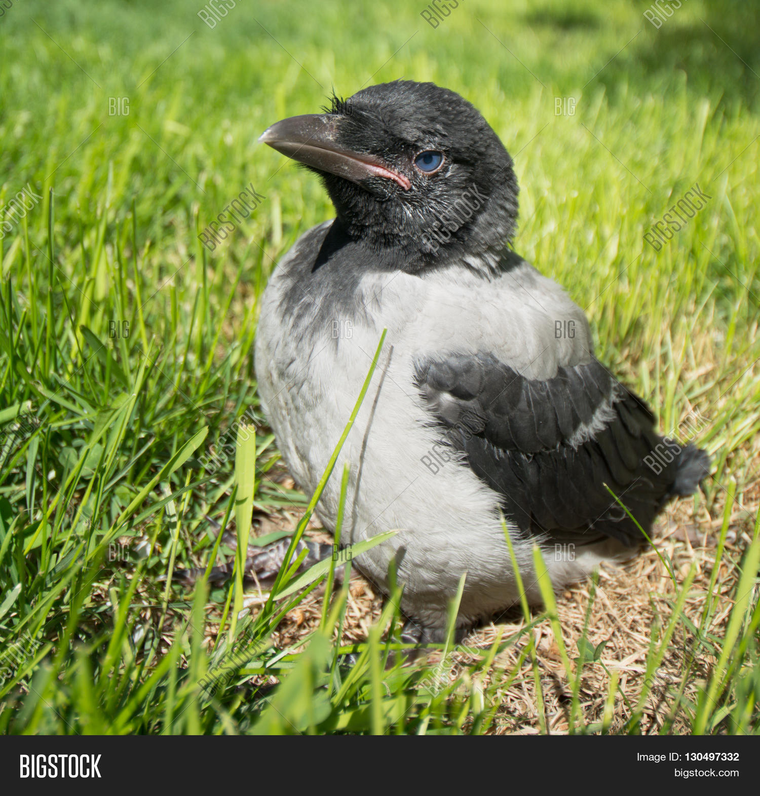 Young Hooded Crow. Image & Photo (Free Trial) | Bigstock