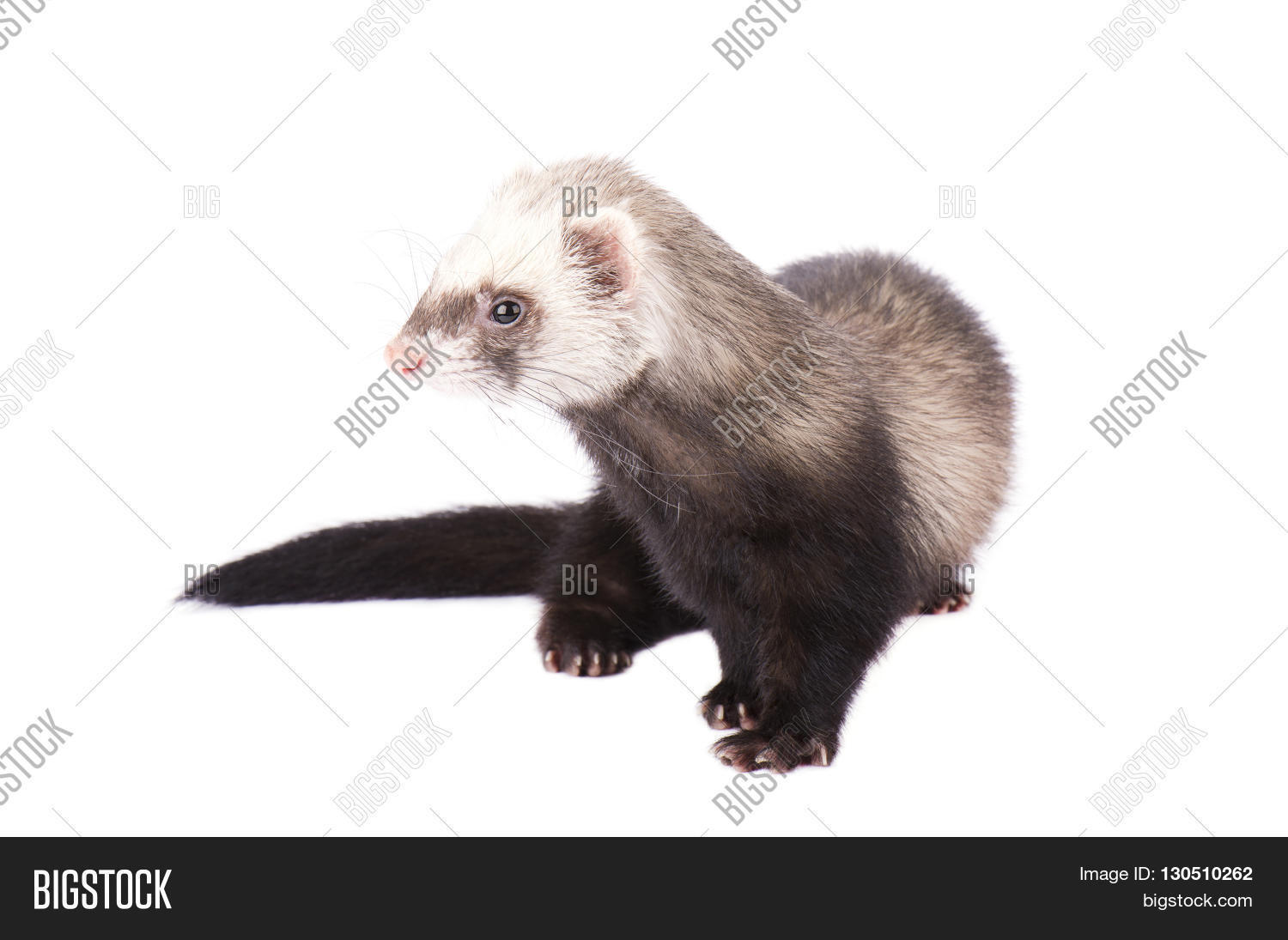 Playful Ferret Image & Photo (Free Trial) | Bigstock