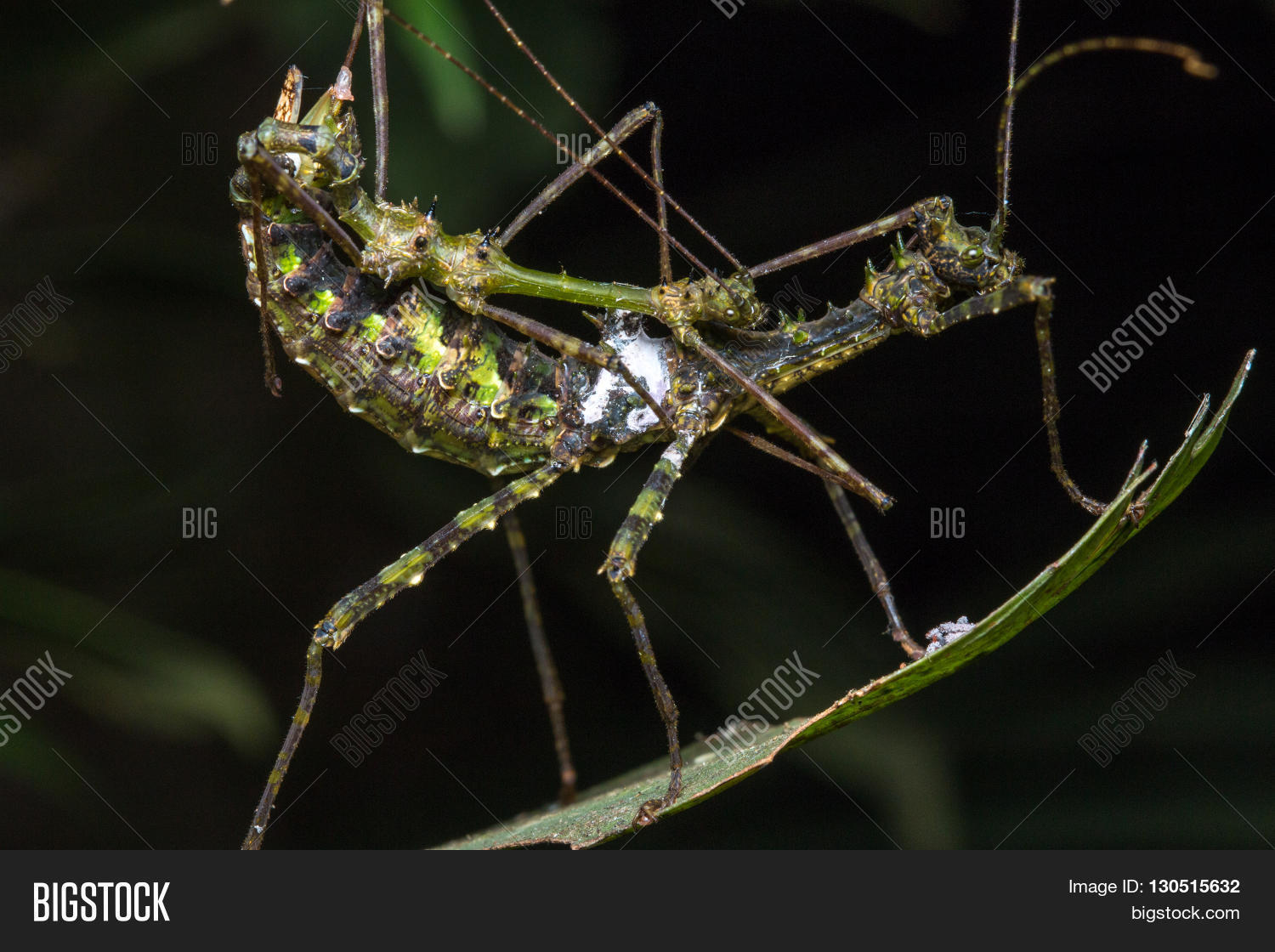 Stick Insects Borneo Image & Photo (Free Trial) | Bigstock