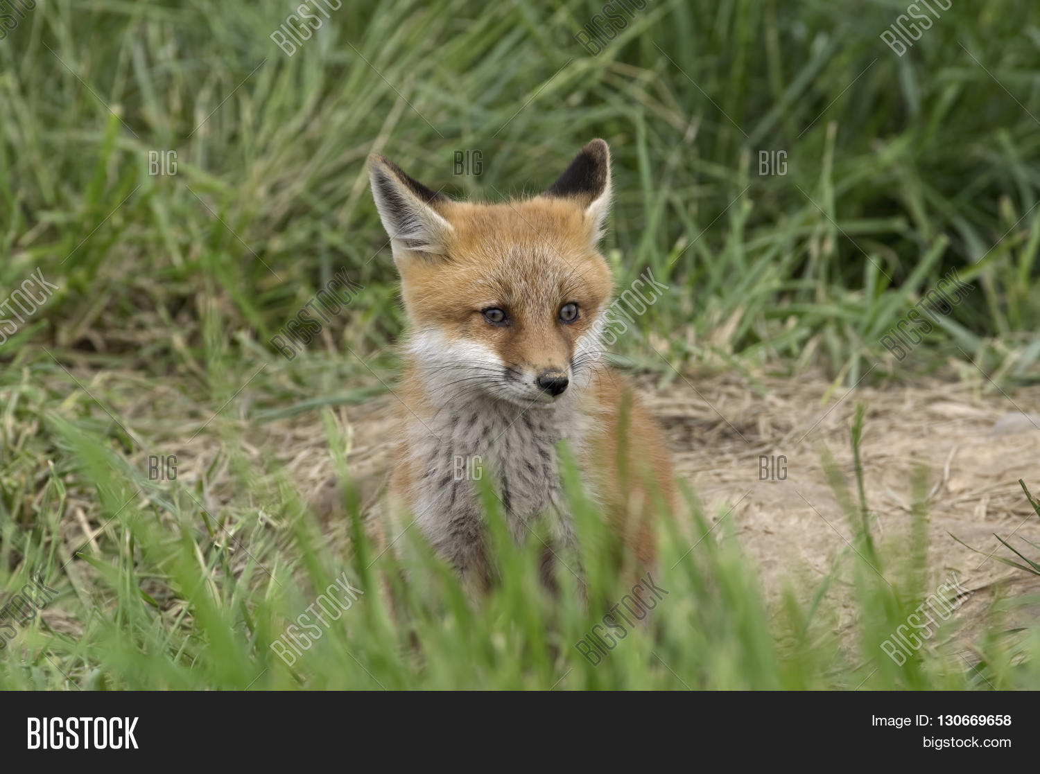 Young Red Fox Den. Red Image & Photo (Free Trial) | Bigstock