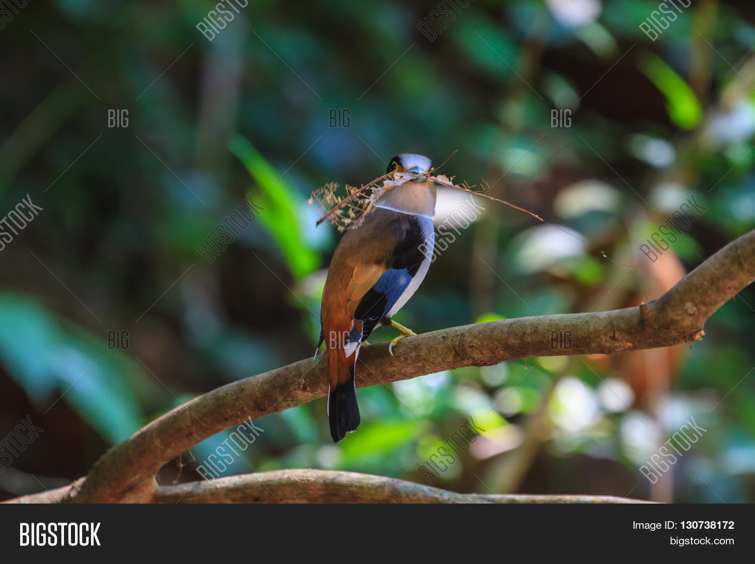 Colorful Bird Silver- Image & Photo (Free Trial) | Bigstock