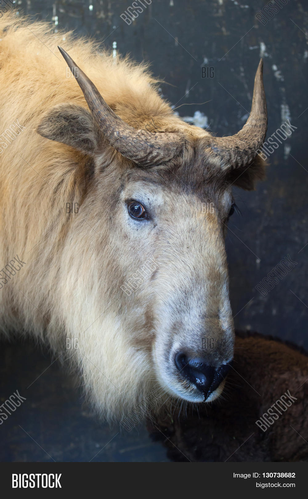 Golden Takin (Budorcas Image & Photo (Free Trial) | Bigstock