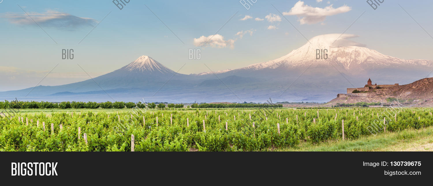Grape Field Ararat Image & Photo (Free Trial) | Bigstock