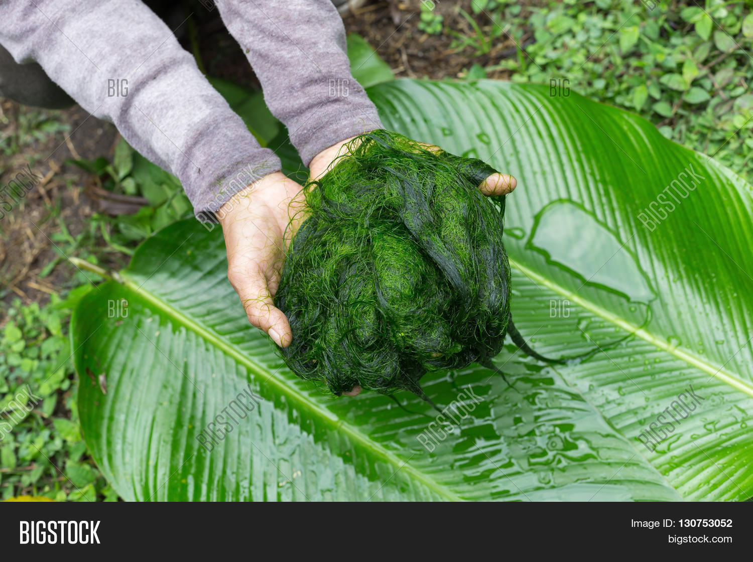 Freshwater Algae ( Image & Photo (Free Trial) | Bigstock