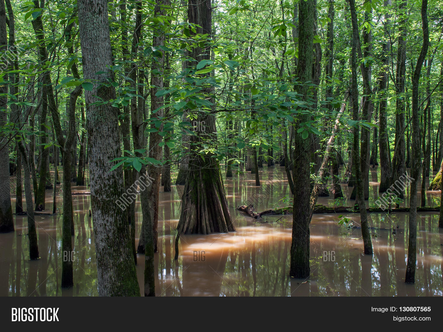 Water Tupelo Cache Image & Photo (Free Trial) | Bigstock