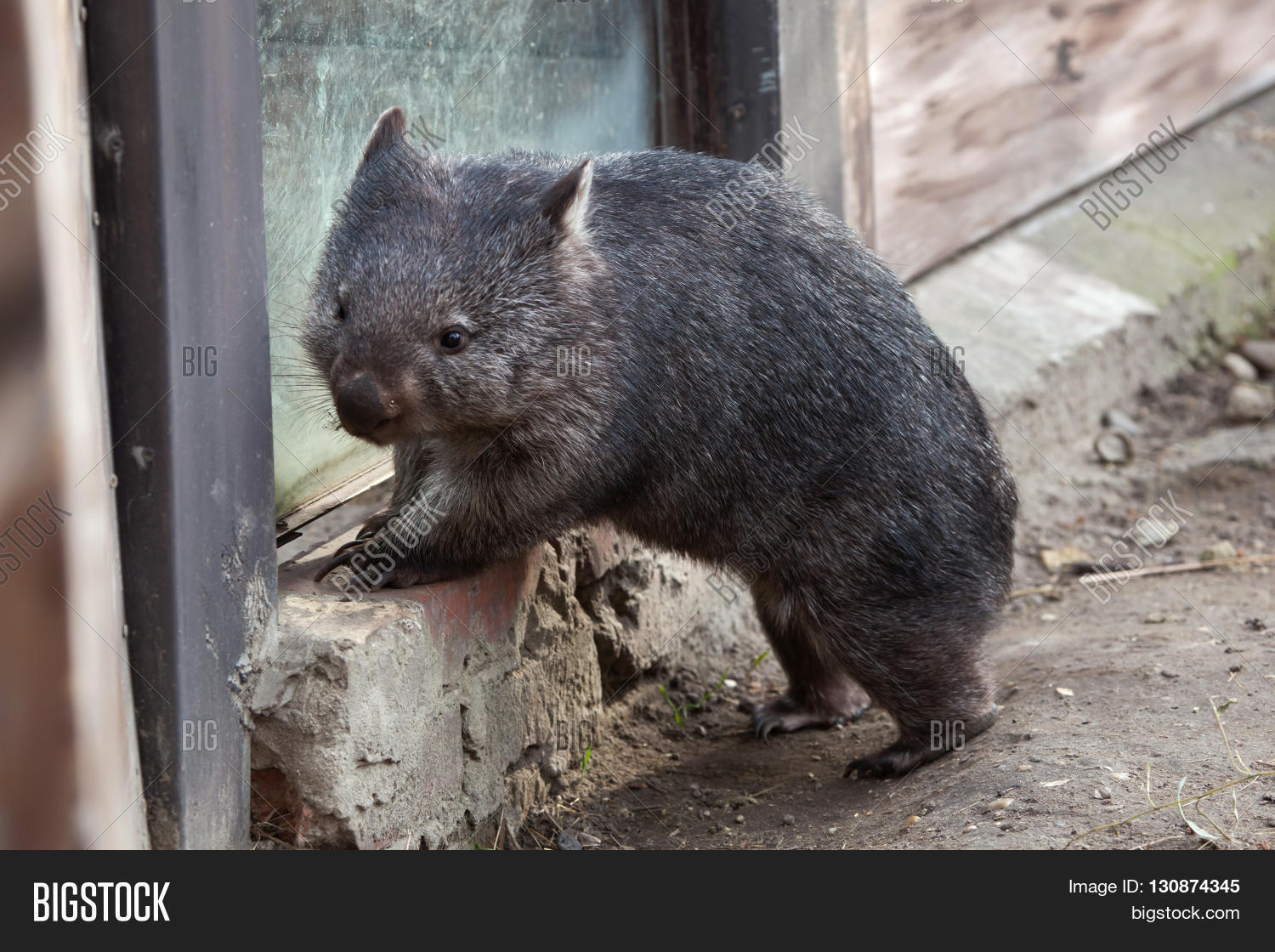 Common Wombat ( Image & Photo (Free Trial) | Bigstock