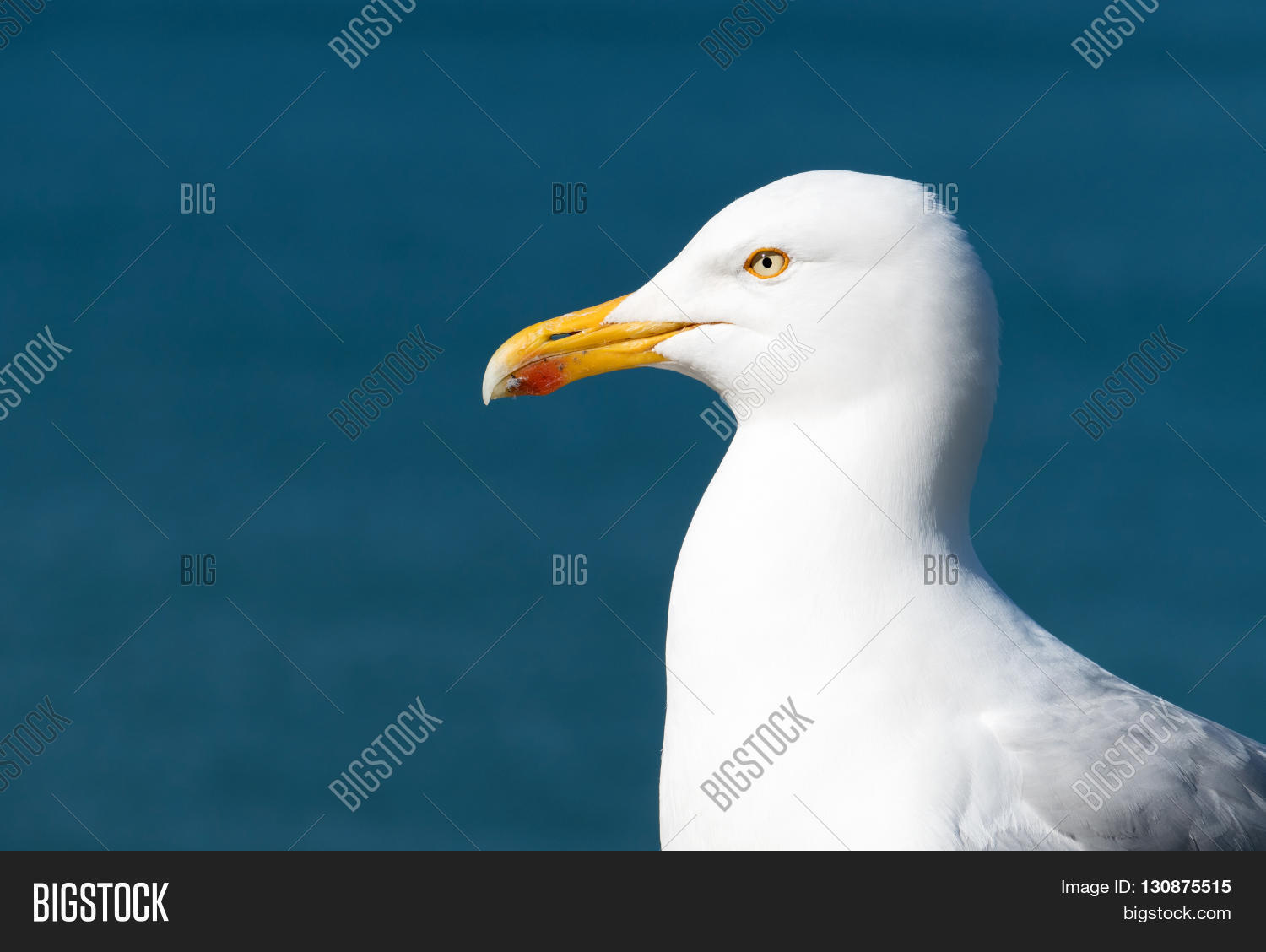 Seagull Bird Blue Sea Image & Photo (Free Trial) | Bigstock