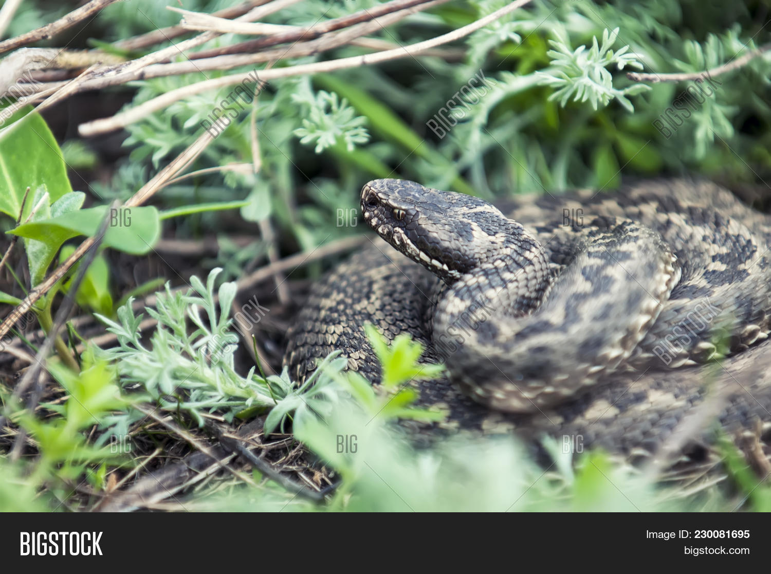 Vipera Ursinii Meadow Image & Photo (Free Trial) | Bigstock