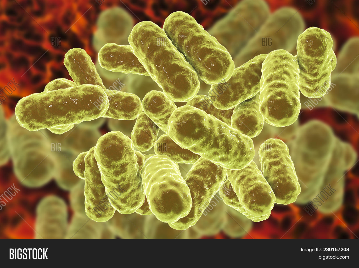 Enterobacter Bacteria Image & Photo (Free Trial) | Bigstock