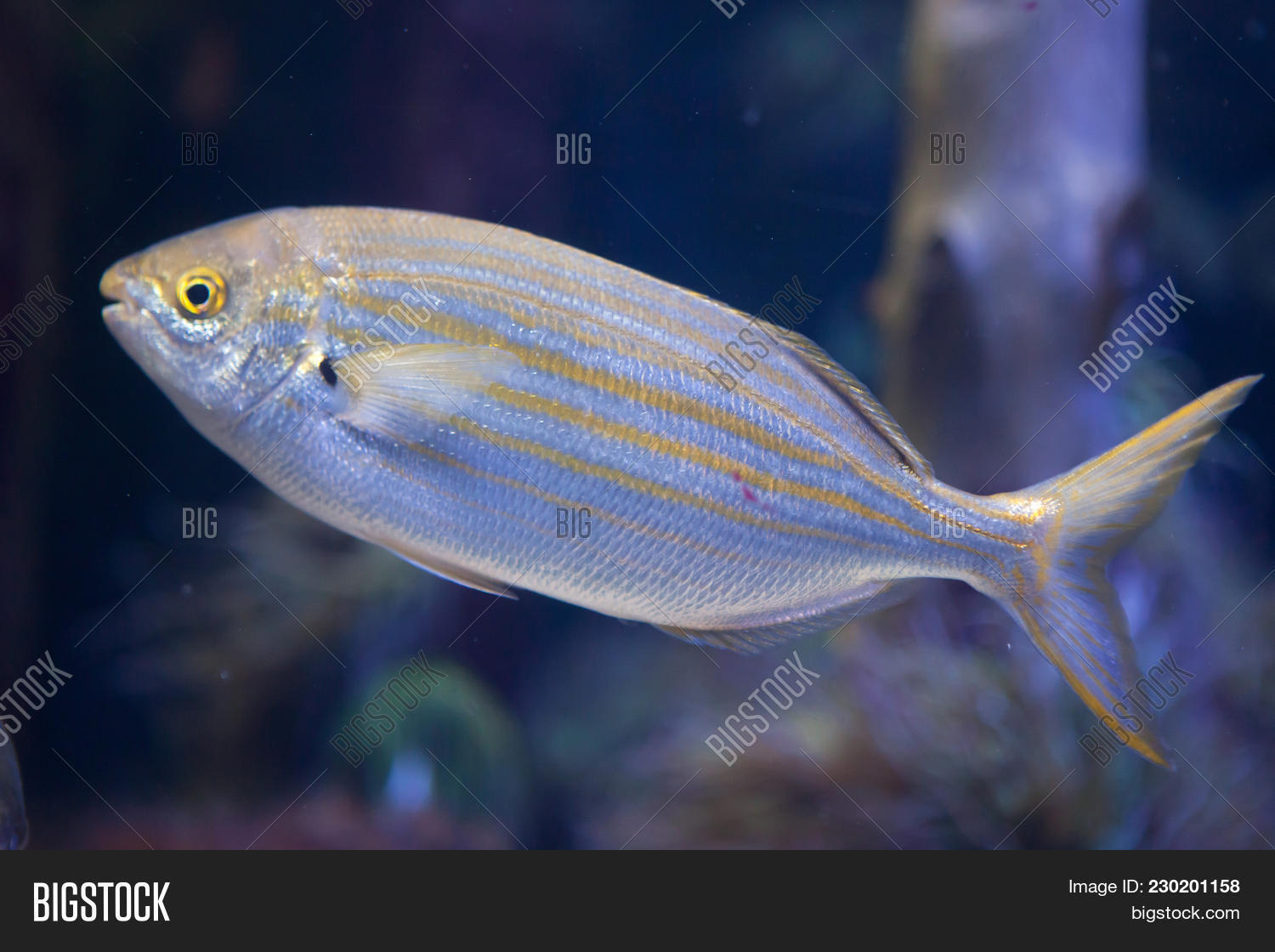 Salema Porgy Fish ( Image & Photo (Free Trial) | Bigstock